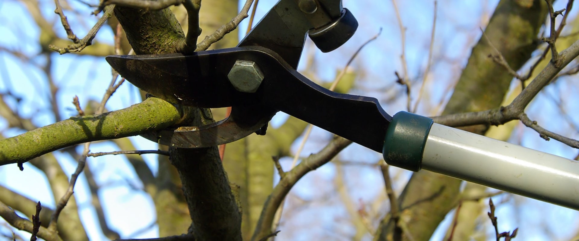 The Benefits of Pruning Trees in Winter