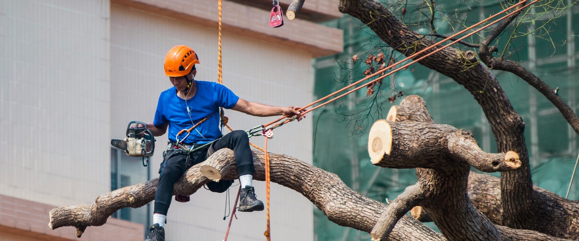 The Ultimate Guide To Tree Care: Combining Pruning Services And Safe ...