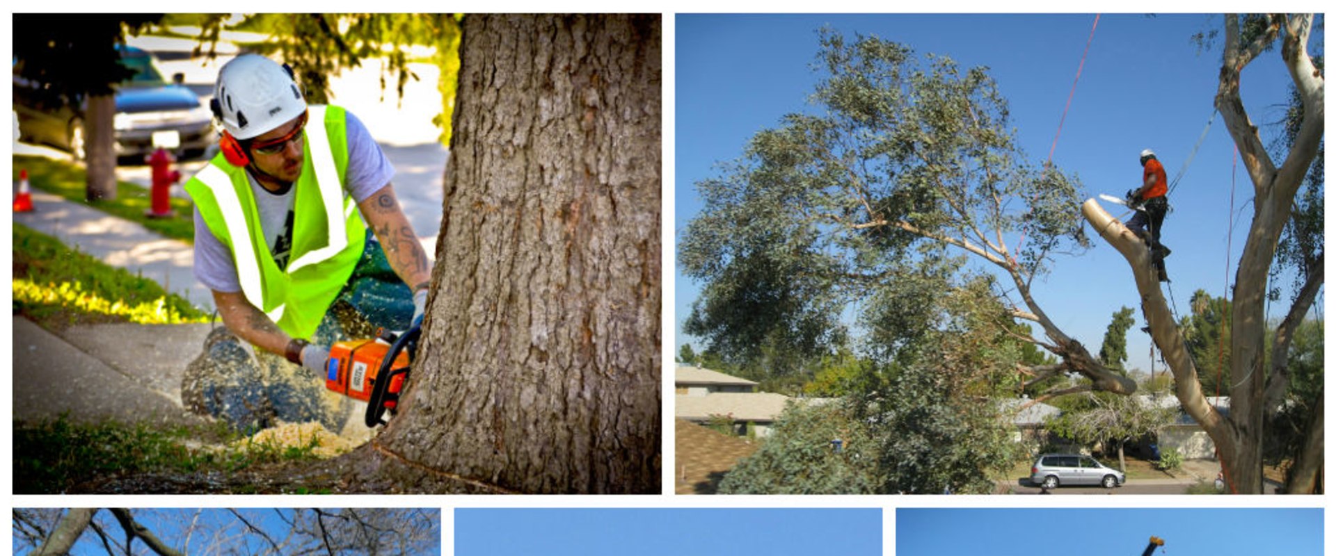 The Benefits of Responsible Tree Felling