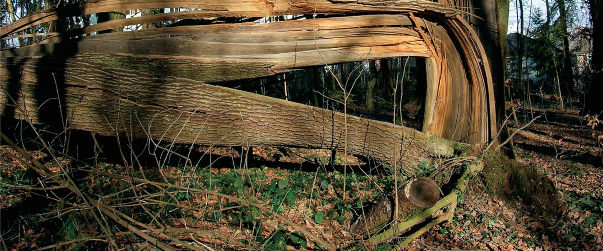 What Does a Tree Scientist Do?