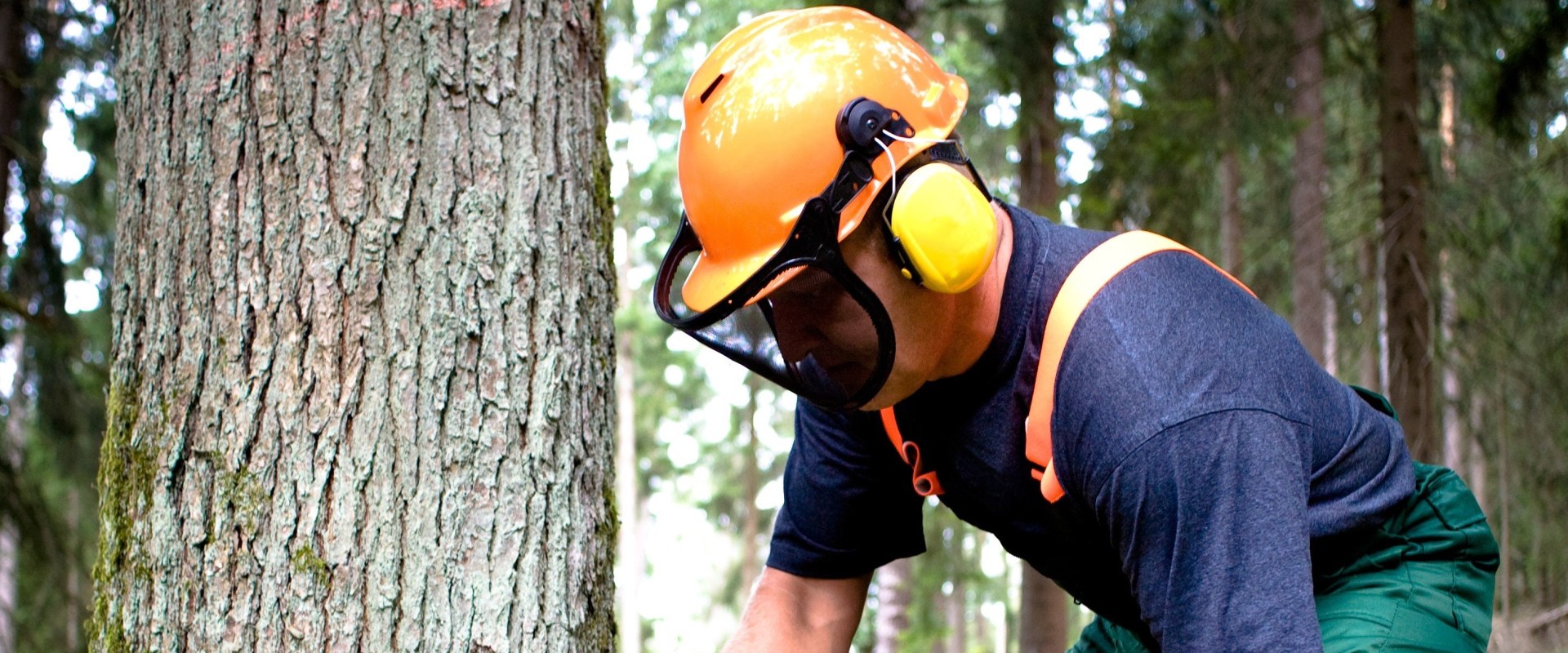 Tree Felling & Removal Blog - Arborist Tree Service