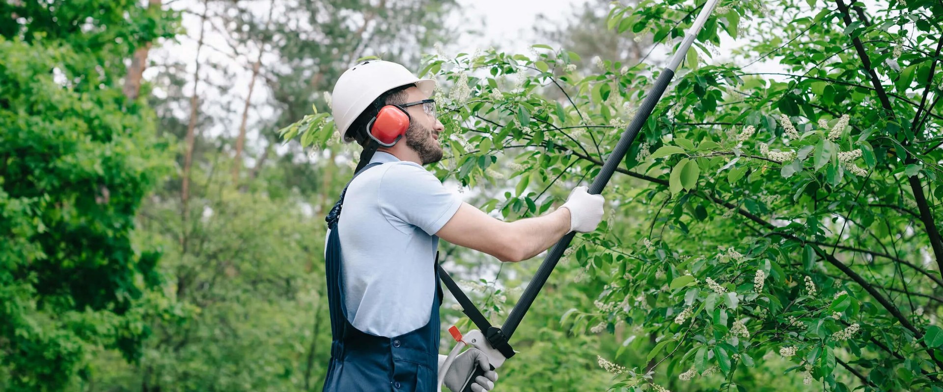 The Importance Of Professional Tree Felling In Portland, OR: What You ...