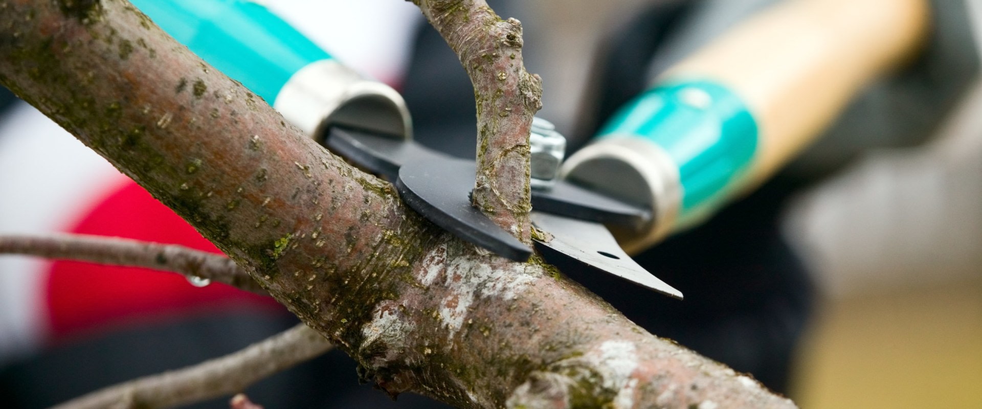 The Importance Of Tree Trimming And Pruning In Groveland: Enhancing ...