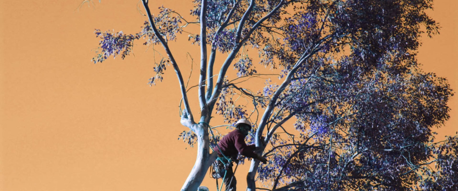 The Art of Tree Felling: A Comprehensive Guide