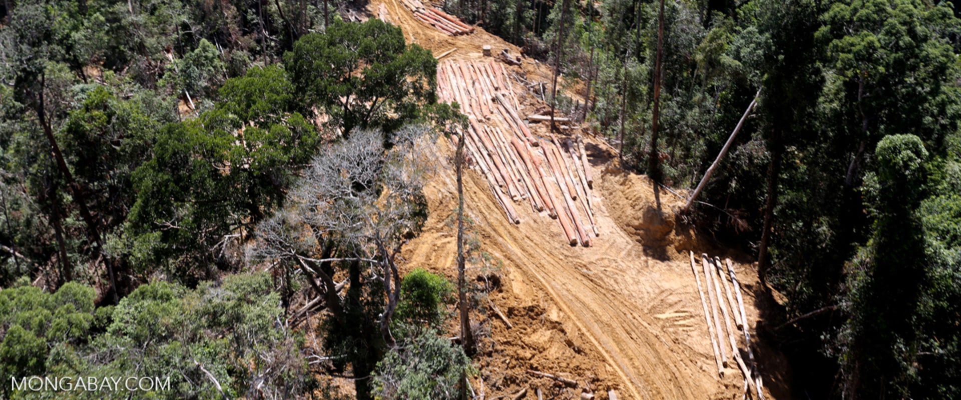 Why Logging is Essential for the Environment